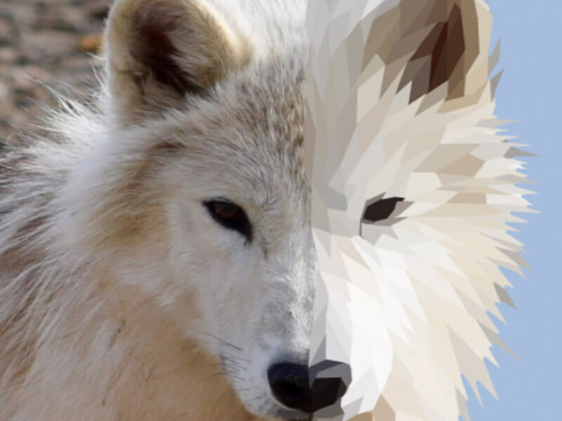 Digital Illustrations: Arctic Portraits - One River School Millburn